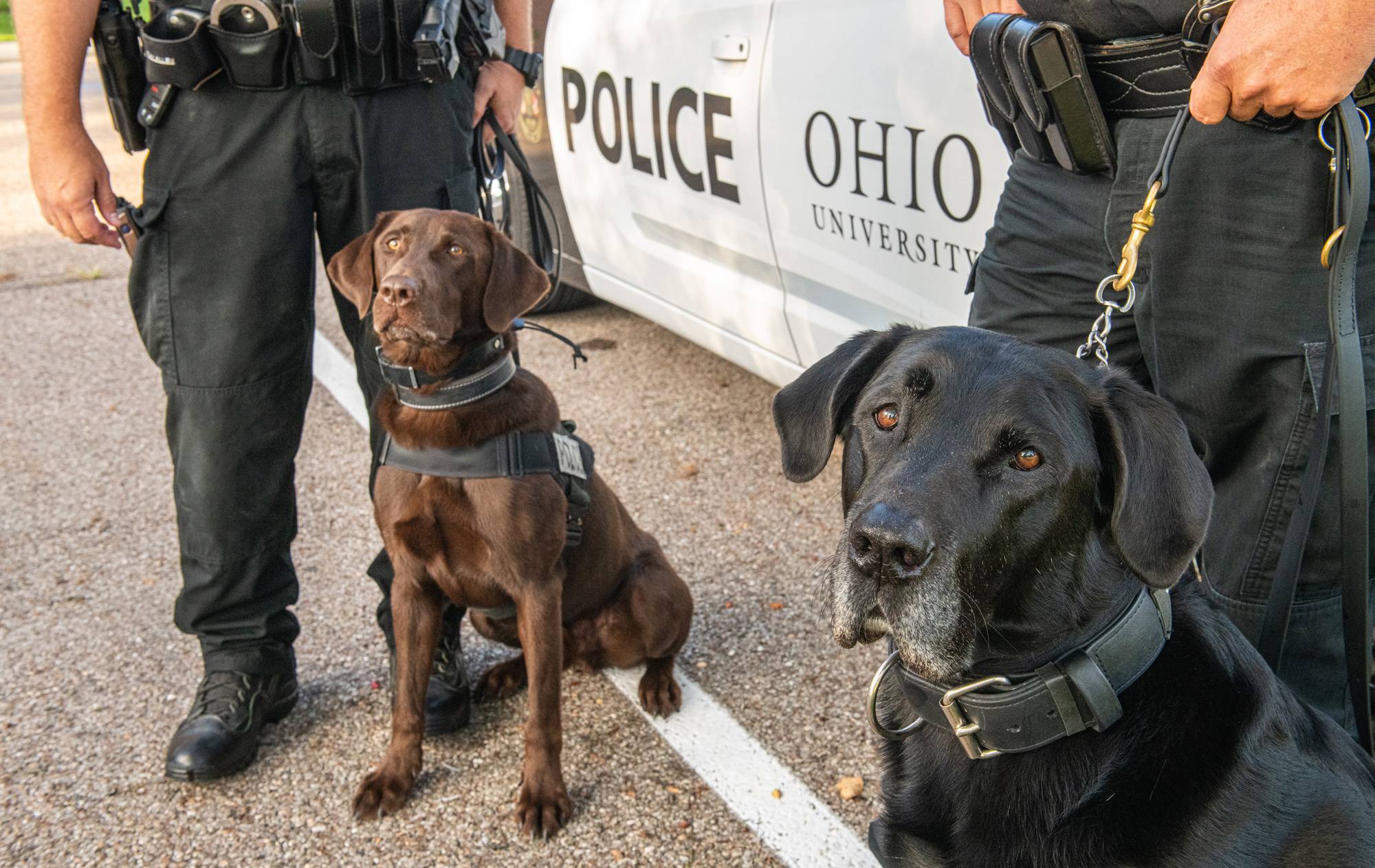 A ruff job: K9 team keeps OHIO safe
